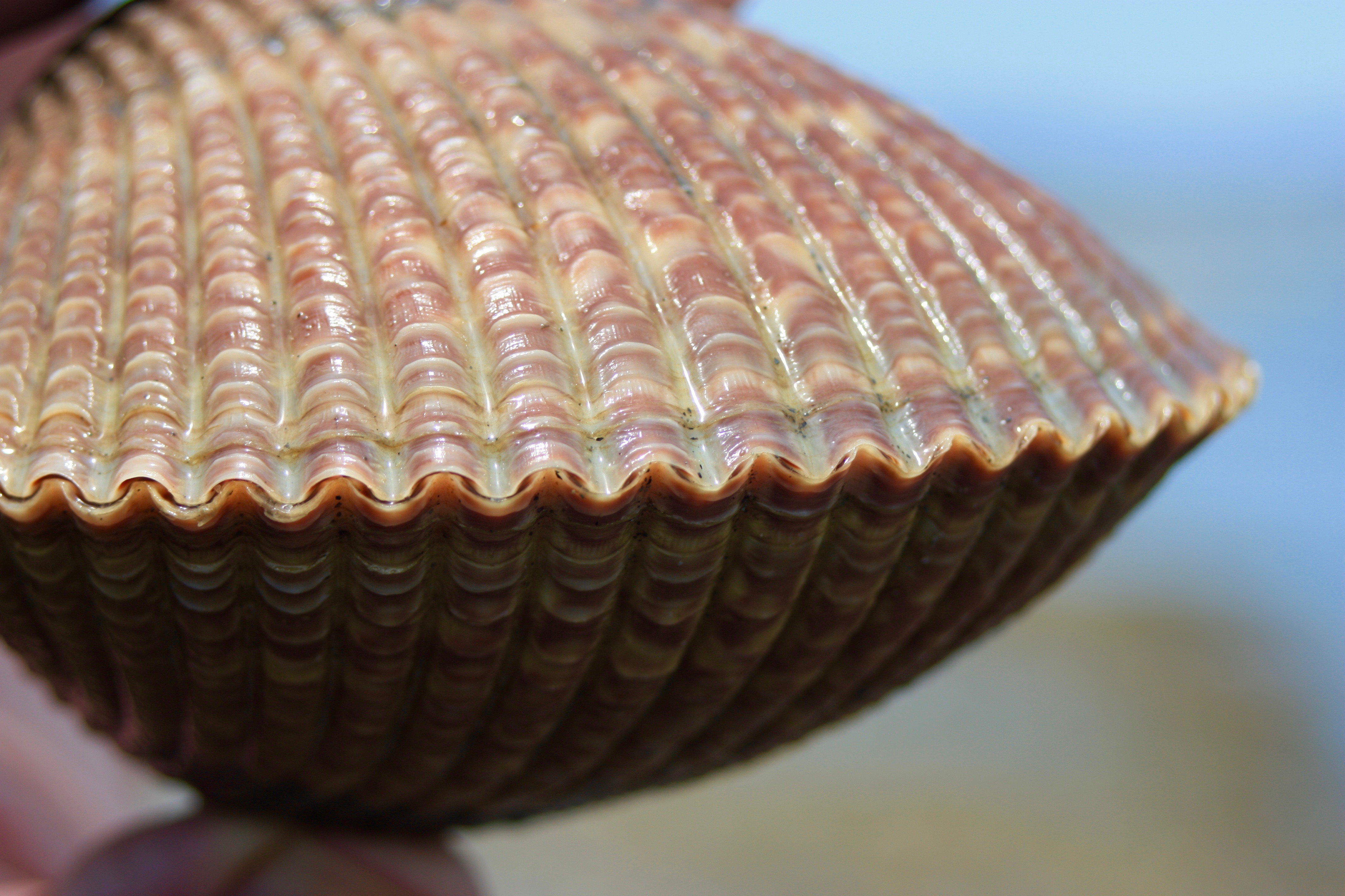 Nuttall’s Cockle – Pacific Wonder Tracker