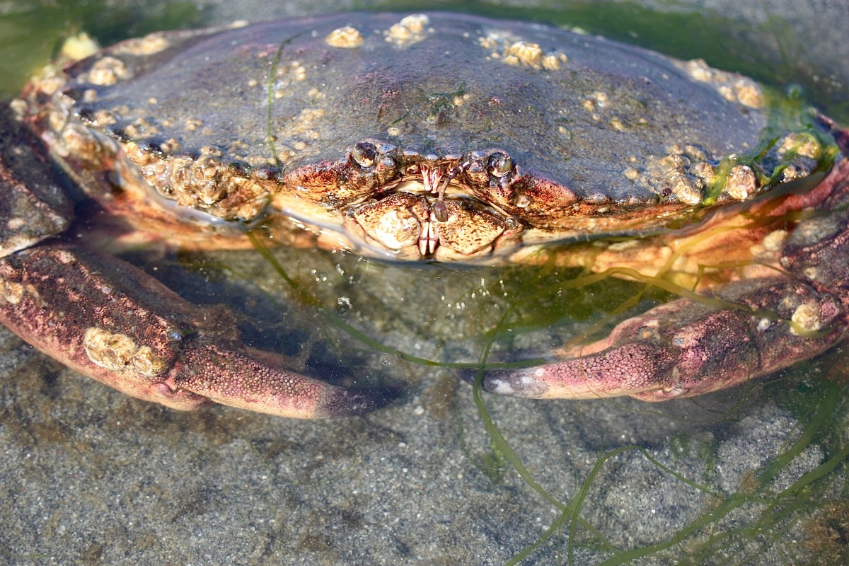 This is Crab Country! – Pacific Wonder Tracker
