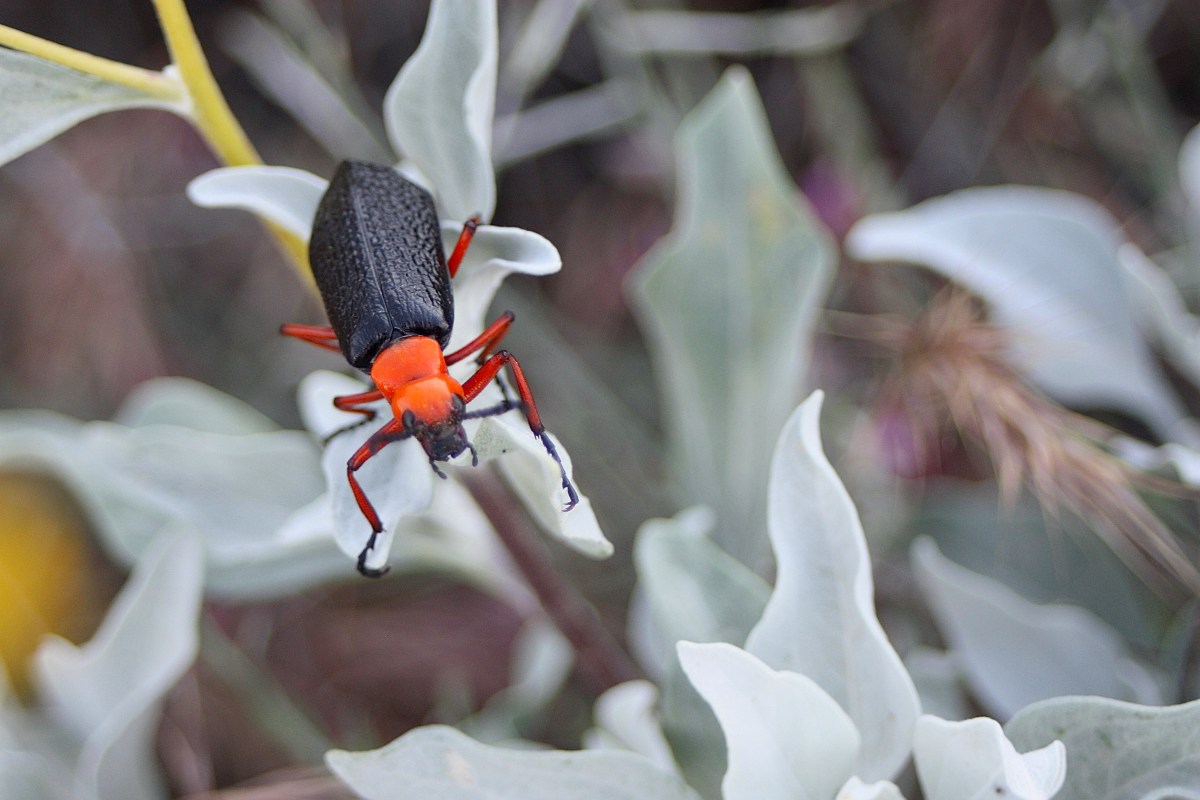 Things Unseen – Tracking Tiny Creatures – Pacific Wonder Tracker
