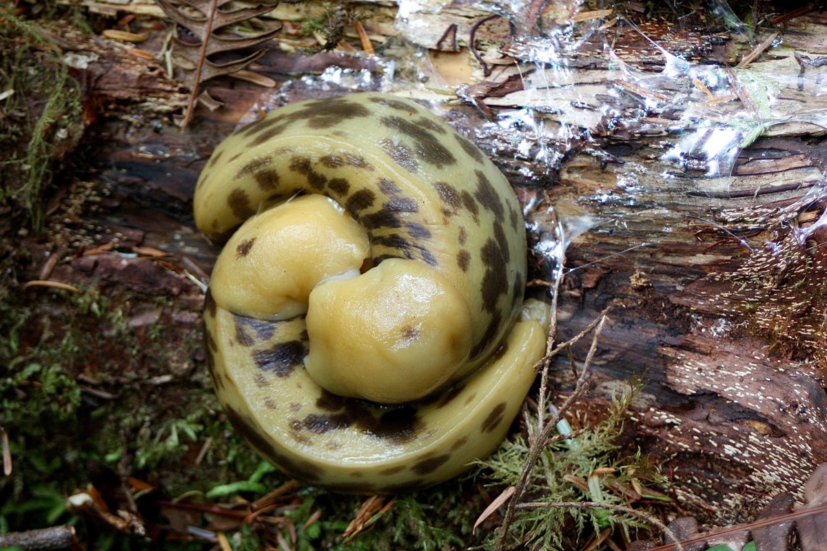 Snapshot – Banana Slugs – Pacific Wonder Tracker