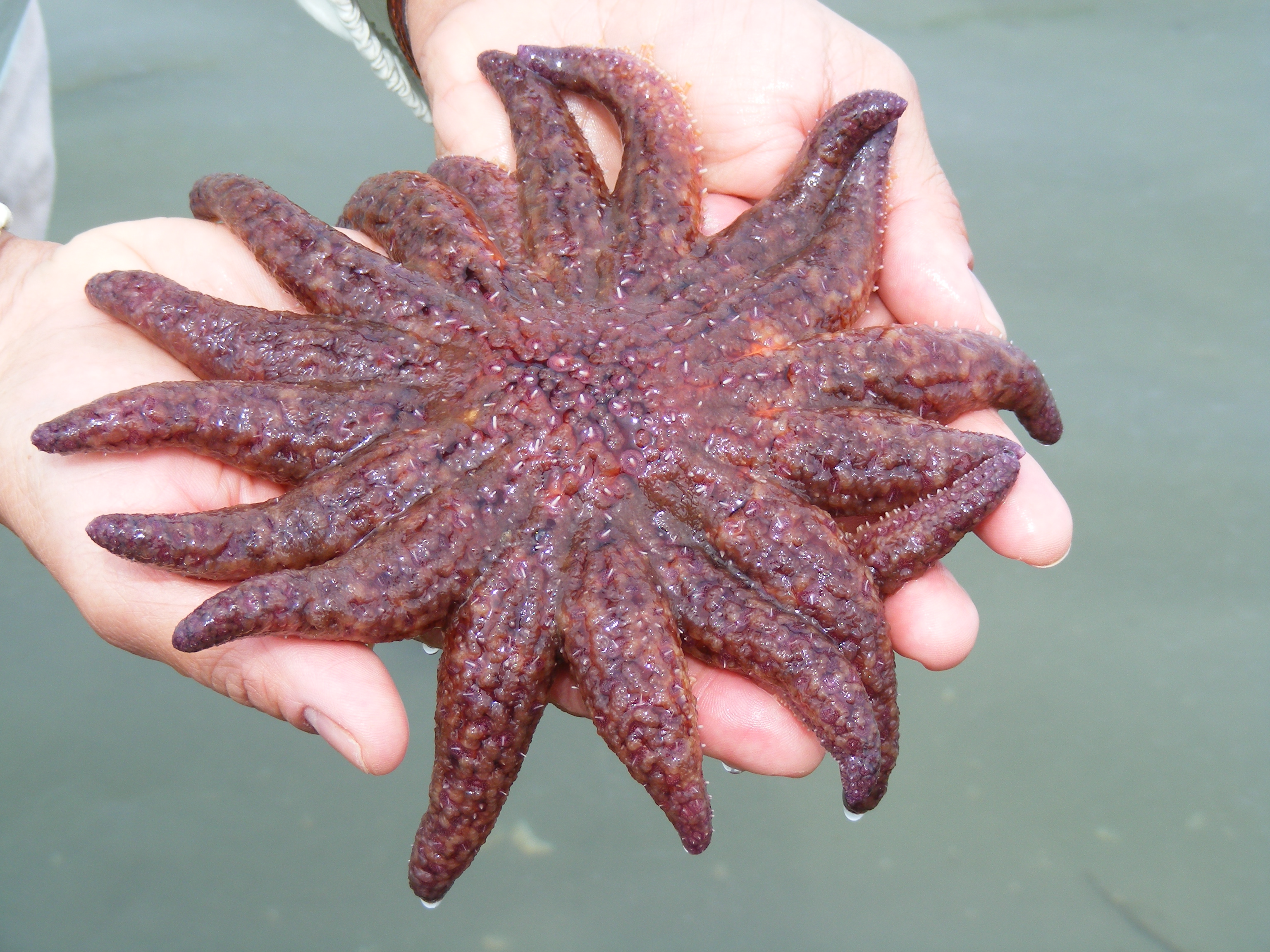 Sunflower Sea Star – Pacific Wonder Tracker
