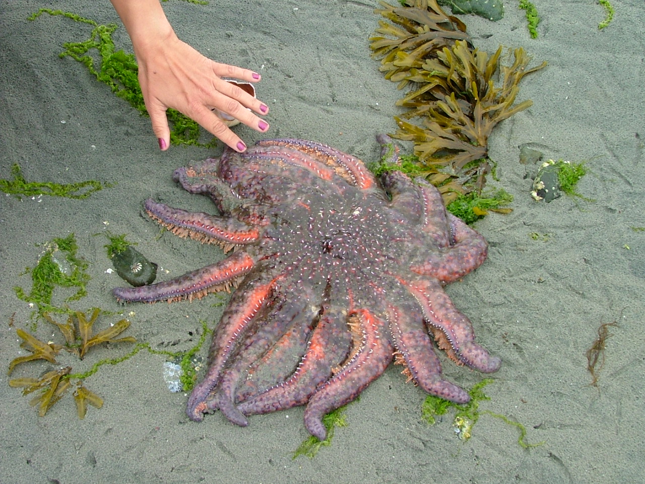Sunflower Sea Star – Pacific Wonder Tracker