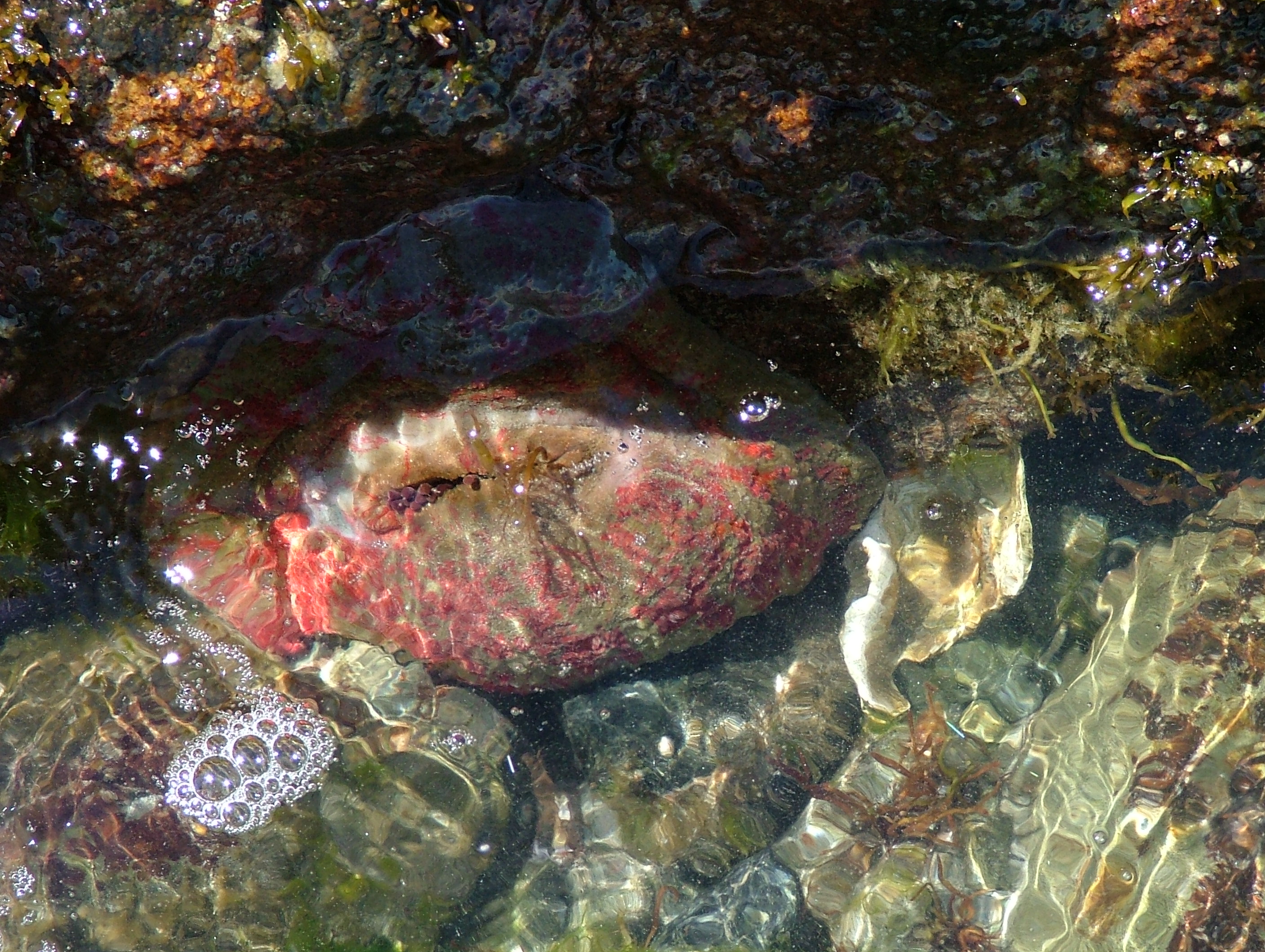 Painted Anemone – Pacific Wonder Tracker