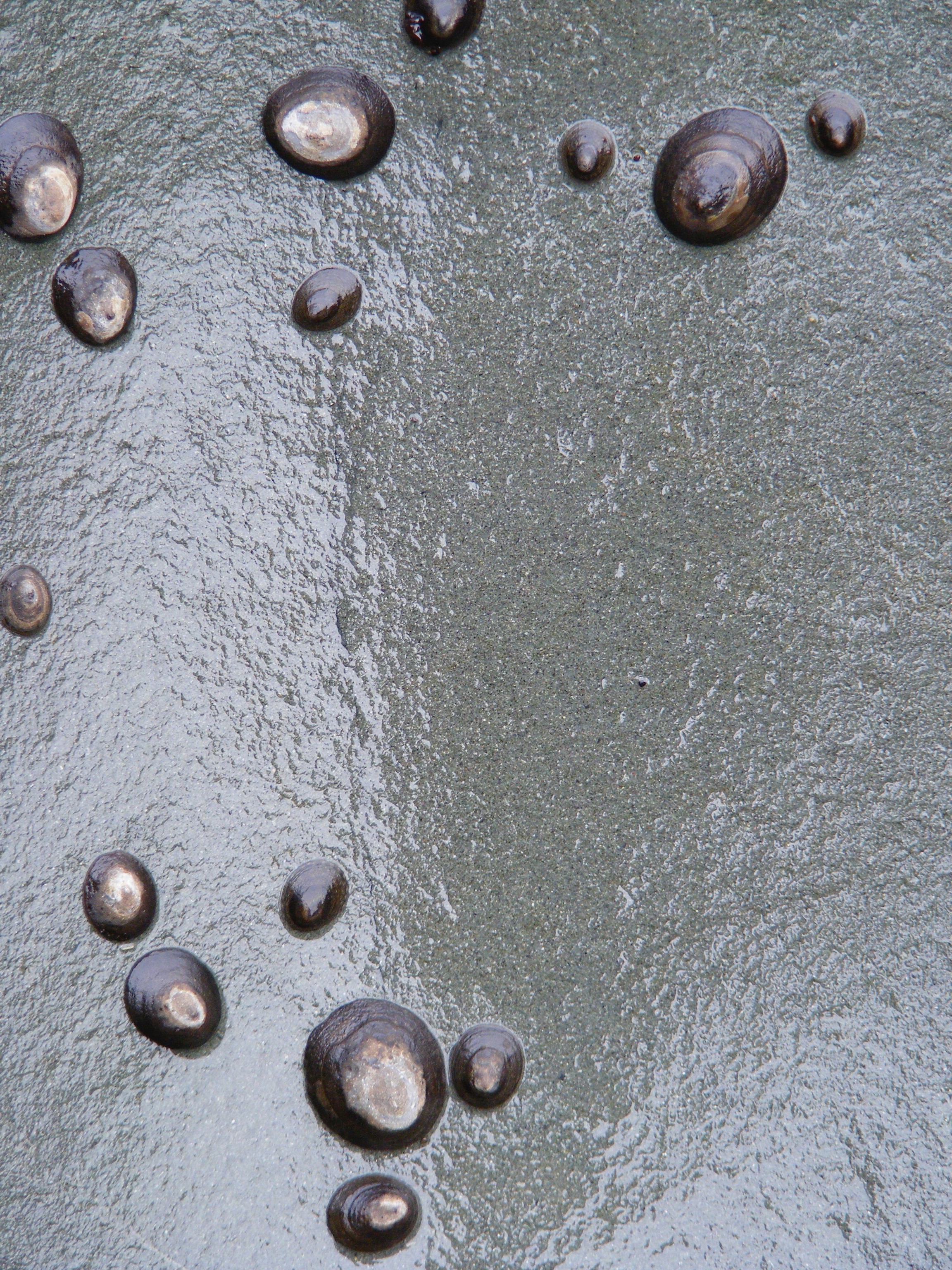 Limpets – Pacific Wonder Tracker