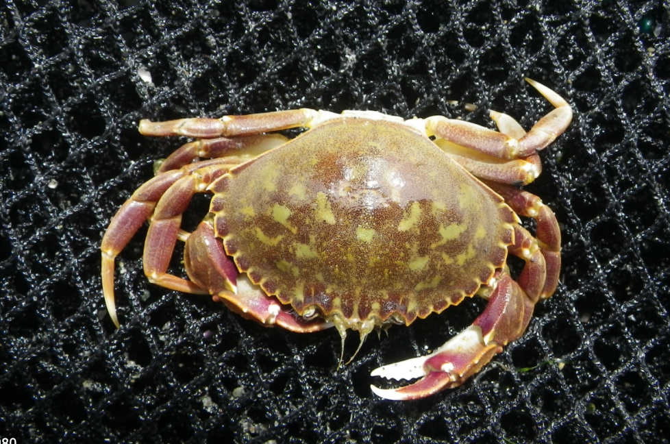 Graceful Crab – Pacific Wonder Tracker