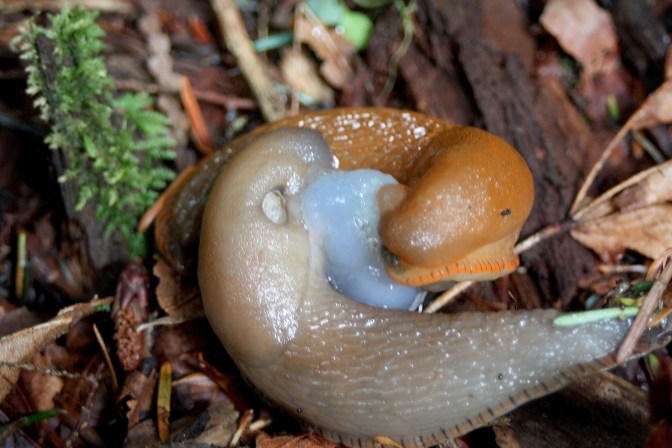 Snapshot – Banana Slugs – Pacific Wonder Tracker